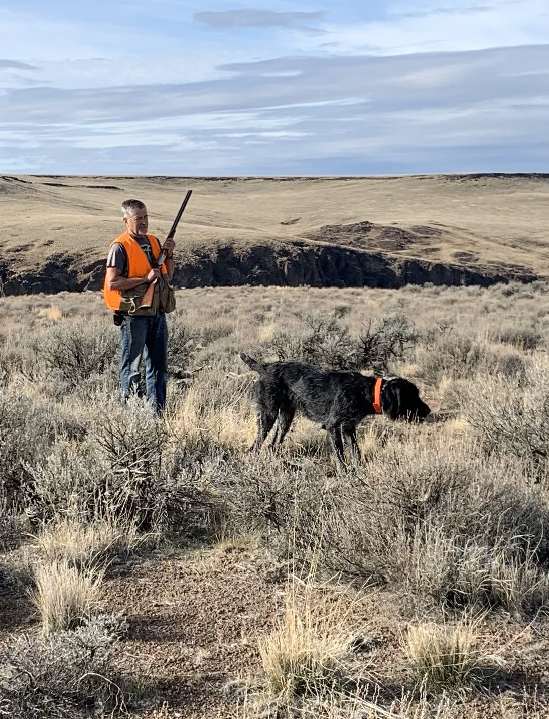 GERMAN WIREHAIRED POINTERS: Started Dogs - Trained Dogs
